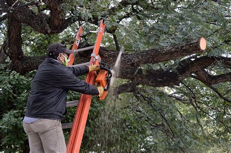 Inicia La Temporada De Poda En Santa Rosa Radio Kermes