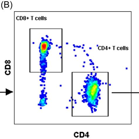 Differences In T Cell Subsets And Cd3‐cd56 Cells According To