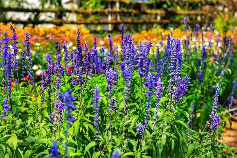 Salvia Divinorum Plant