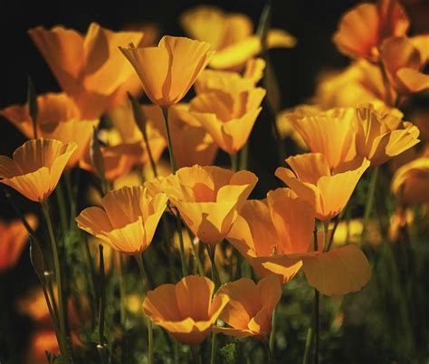 Poppy Patch Photograph By Saija Lehtonen Pixels