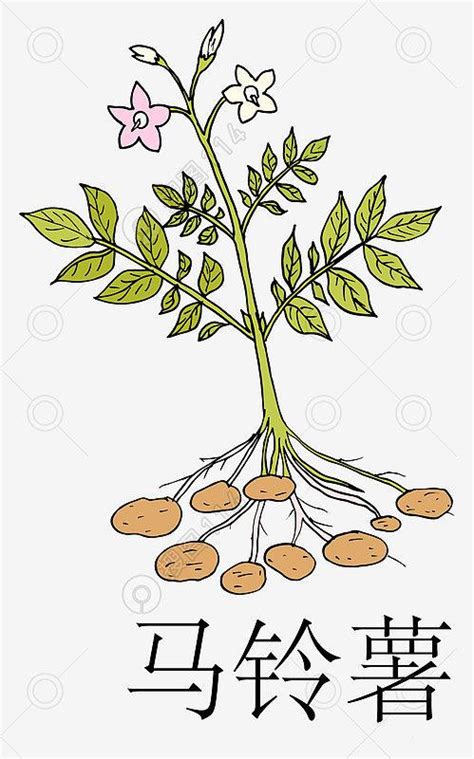 植物的根茎示意图简笔画（流行10张） 简笔画图片大全