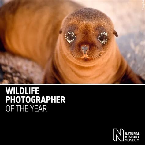 Wildlife Photographer Of The Year 2024 Winner Jerry Louella