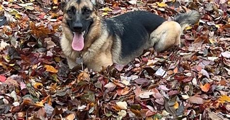 Willow Album On Imgur