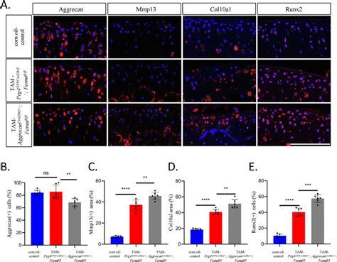 Immunofluorescence Staining Of Cartilage Degeneration Associated