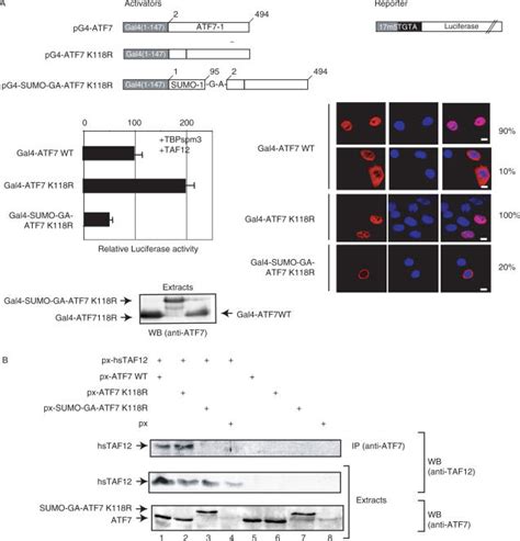 Sumoylation Affects Atf7 Transcriptional Activity A Hela Sumo Cells
