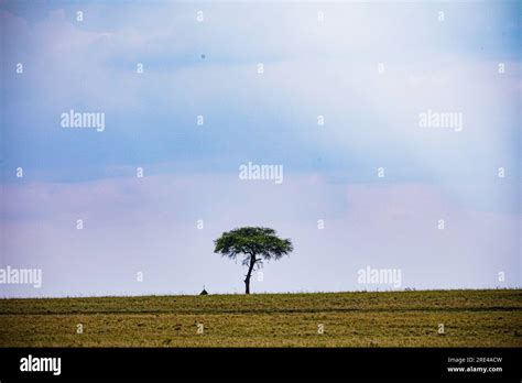 Maasai Mara National Reserve Is An Area Of Preserved Savannah