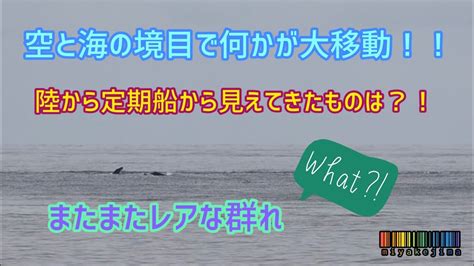 【大群再び！！】空と海の境目で何かが大移動〜イルカとクジラが一緒に戯れている！！〜 Youtube