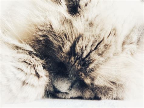 Ragdoll Cat Pictures And Information Cat