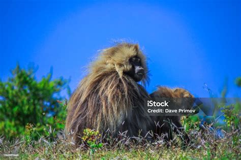 Babon Gelada Endemik Makan Rumput Hijau Di Pegunungan Simien Foto Stok Unduh Gambar Sekarang