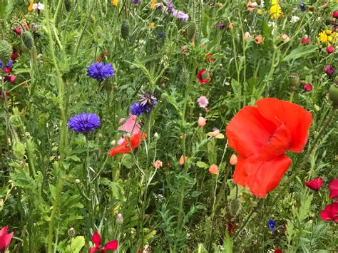 Focus On Sodbury Yate And Dodington Good News For Roadside Verges And