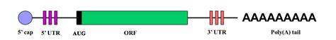 Mrna结构 知乎
