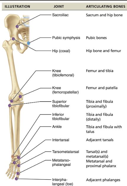 Diagram Of Joint Labeling Leg Quizlet