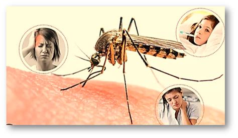 Dengue Fever By Dengue Virus Life Biologs