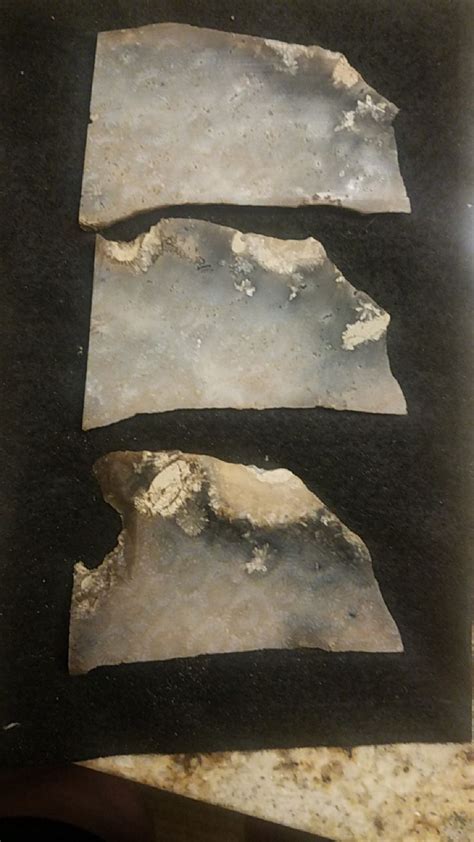 Agatized Fossil Coral Slab With Nice Size Polyps Fossil Coral Fossilized Coral Fossil