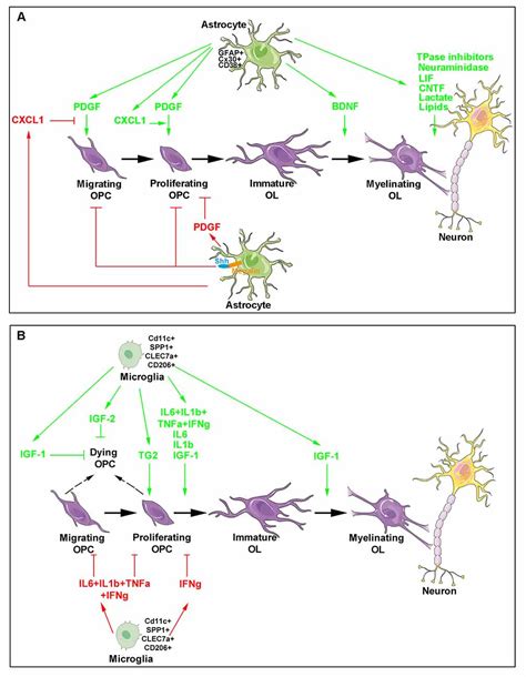 Oligodendrocytes Astrocytes