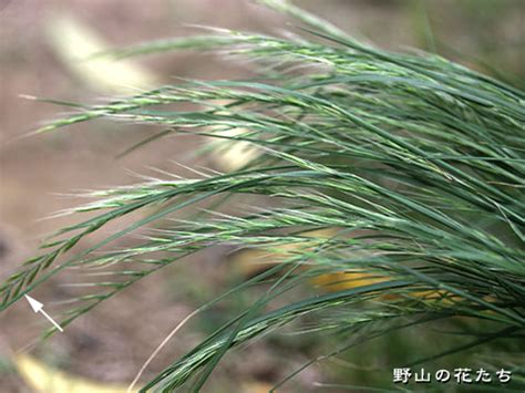 イヌナギナタガヤ 野山の花たち 東北と関東甲信越の花