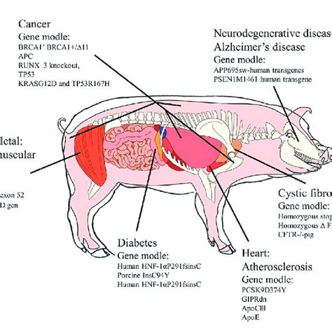 Diseases Of Transgenic Pig Model Application Source Section 4