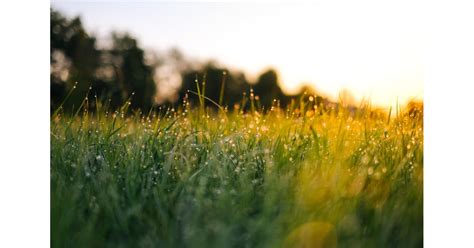 The Smell Of Freshly Cut Grass Simple Things In Life To Enjoy
