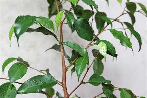 Green Weeping Fig Ficus Plant Stock Image Image Of Fruit Bright
