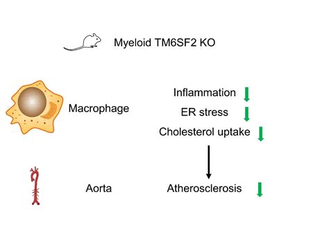 Cells Free Full Text Myeloid TM SF Deficiency Inhibits Atherosclerosis