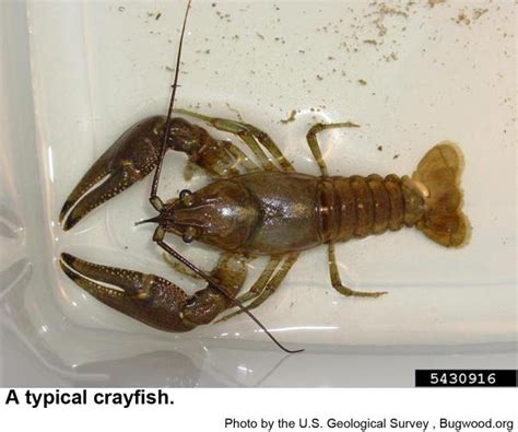 Crayfish Nc State Extension