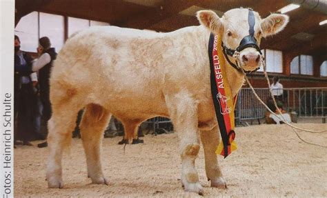 Guggenberger Charolais Zuchtbetrieb