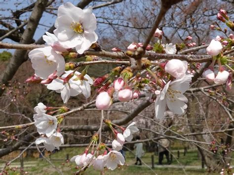 サクラの品種【かぎけんweb】