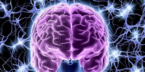 Brain Evolution 芒格学院