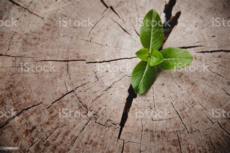 클로즈업 트리 새로운 생명 성장 반지 오래된 나무 그루터기에서 자라는 강한 녹색 식물 잎 미래의 자연 환경에서의 새로운 삶 사업