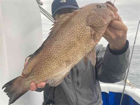 目指せ50センチオーバー！オオモンハタを狙って釣るにはこんなルアーがおすすめ！