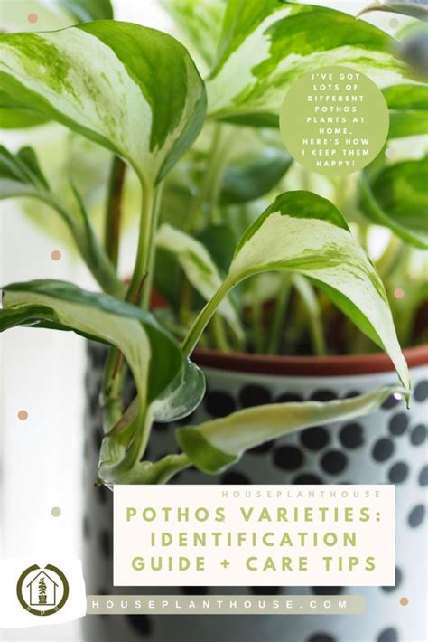 Pothos Varieties Identification Guide Care Tips House Plant House