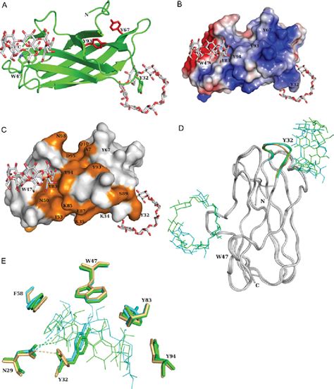 Figure 3 From Crystal Structures Of The Starch Binding Domain From