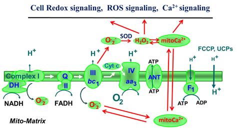 Interrelation Between Mitochondrial Ros Ca 2 And Cellular Signaling