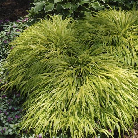 Hakone Grass All Gold Hakonechloa Macra Mygardenlife