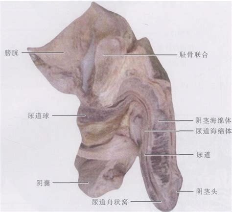 图2 3 17 阴茎 矢状切面 人体解剖学与组织生理病理学 医学