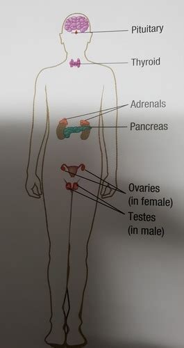 Endocrine System Diagram Quizlet