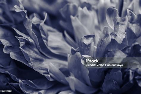 검은 모란 꽃잎 부드러운 초점 휴일 브랜드 디자인을위한 추상적 인 꽃 배경 0명에 대한 스톡 사진 및 기타 이미지 0명 개념 공휴일 Istock
