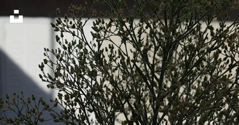 새 한 마리가 나뭇가지에 앉아 있다 사진 Unsplash의 무료 꽃 이미지