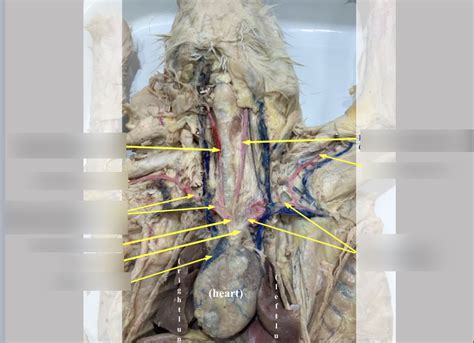 Lab Practical 2 Diagram Quizlet