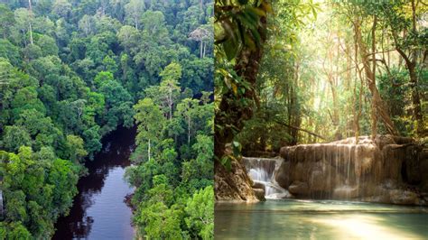 What Biome Has The Most Biodiversity Online Field Guide