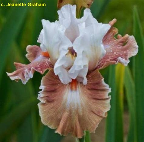 Magic Mirror Bee Haven Iris Gardens