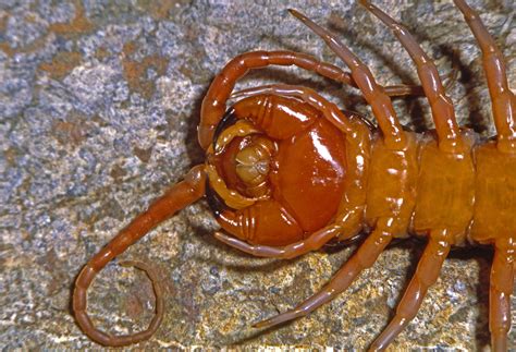 Giant Centipede Fangs