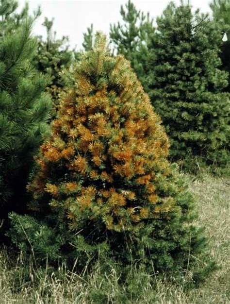What Is Rhizosphaera Needle Cast And How Is Needle Cast Treated