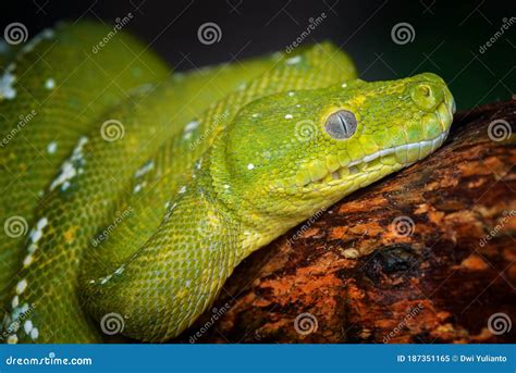 Groene Python Boom In Tropische Tuinen Stock Afbeelding Image Of