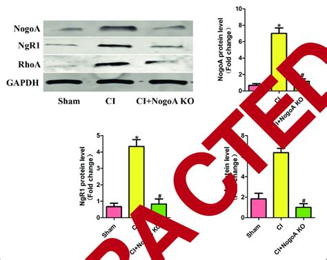Protein Expression Level Of The Nogoangr1rhoa Signaling Pathway In