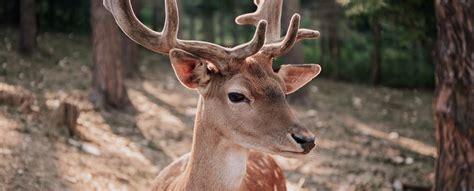 Fallow Deer Wildlife Oasis Italiait