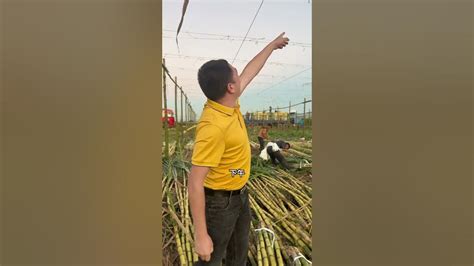 一捆甘蔗比一个美女重多了，你们说是不是？黄金甘蔗 甘蔗 水果玩家剑哥 啃甘蔗 Youtube