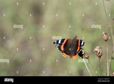 Una Bella Farfalla Nei Prati Di Montagna In Estate Le Farfalle E La