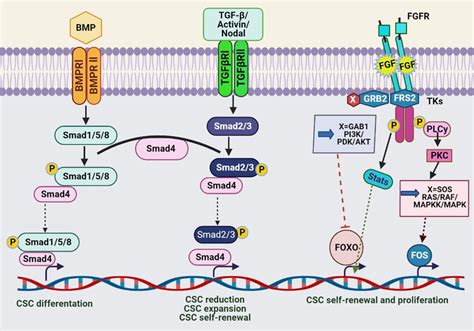 BMP TGF β and the FGF pathways in CSCs BMP signaling is involved in