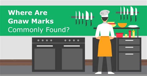Gnaw Marks Should You Be Concerned Pest Defence